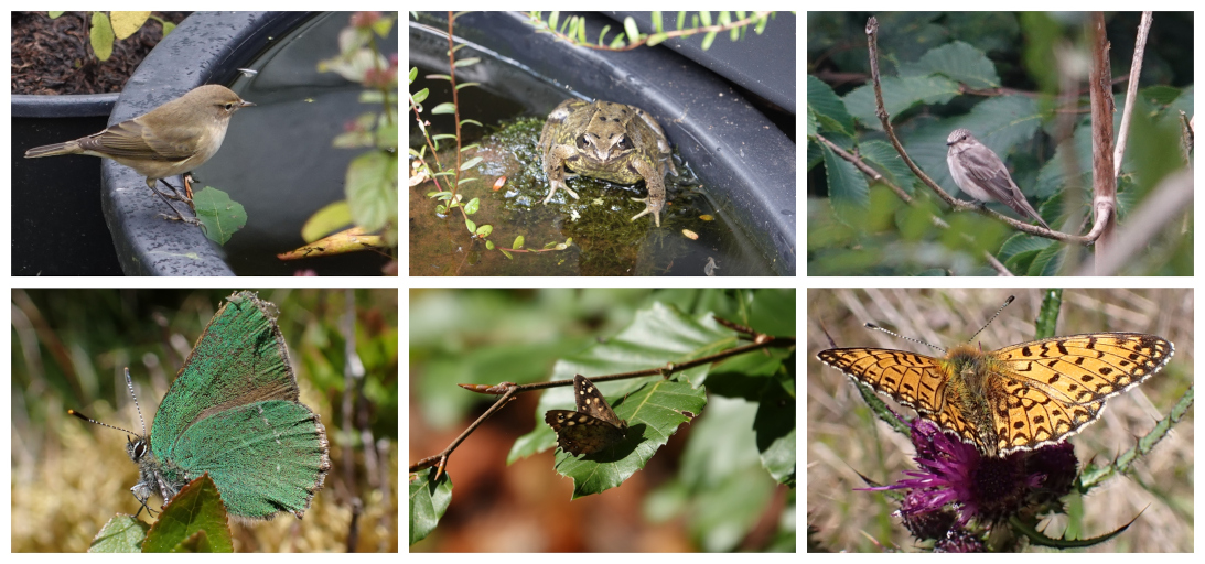 Wildlife Highlights of 2023 – Incredibly Wild East Kilbride