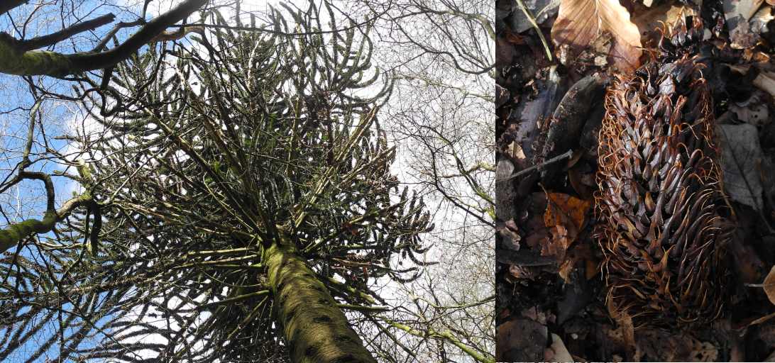 The National Tree of Chile Growing in Scotland – Incredibly Wild East ...