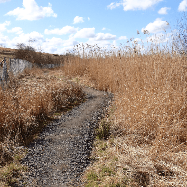 Cathkin Marsh – Incredibly Wild East Kilbride