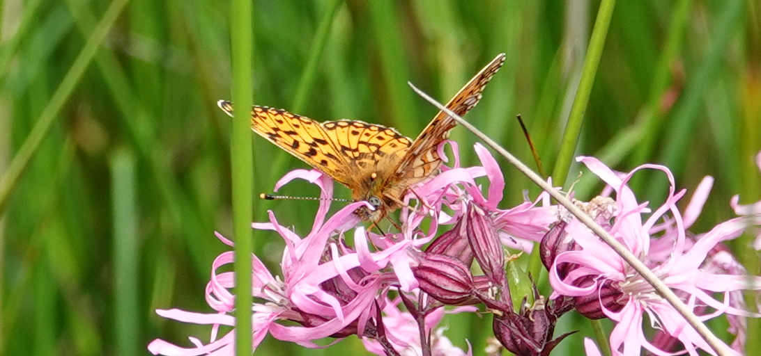 On The Hunt For The Small Pearl- Bordered Fritillary – Incredibly Wild ...
